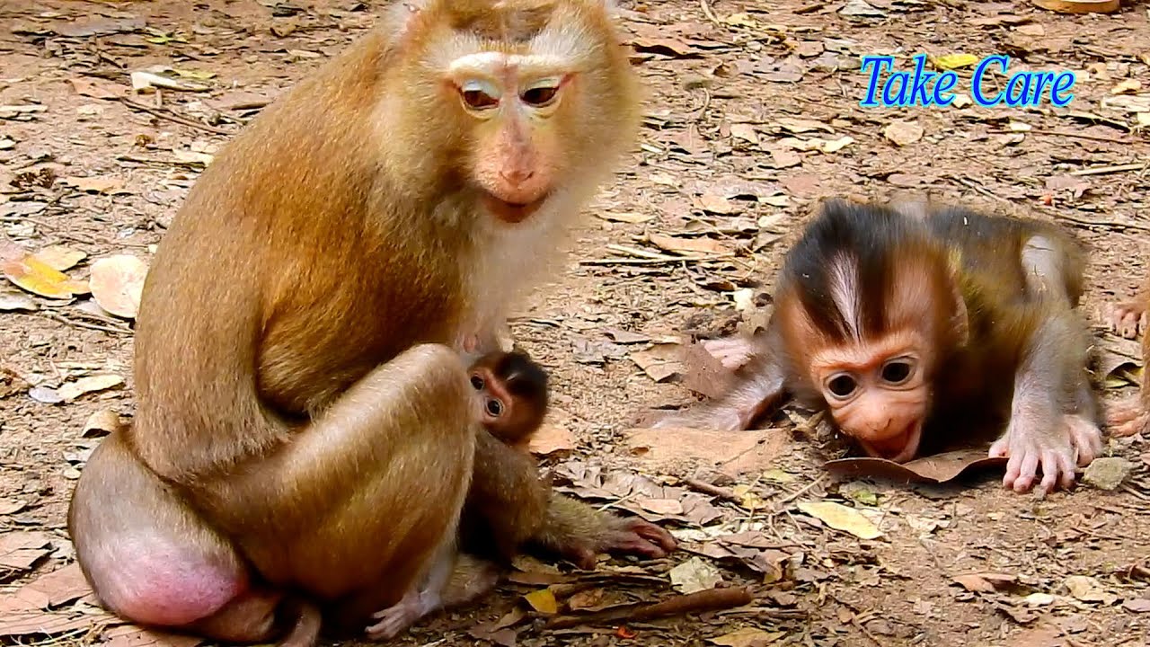 Grandma Ashley save little monkey c-rying alone! - YouTube