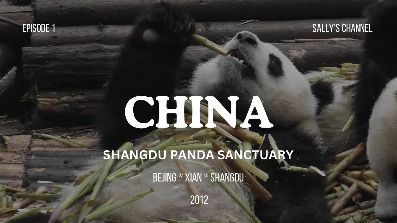 “Panda Paradise: Exploring China’s Enchanting Panda Sanctuary 🐼 China ...