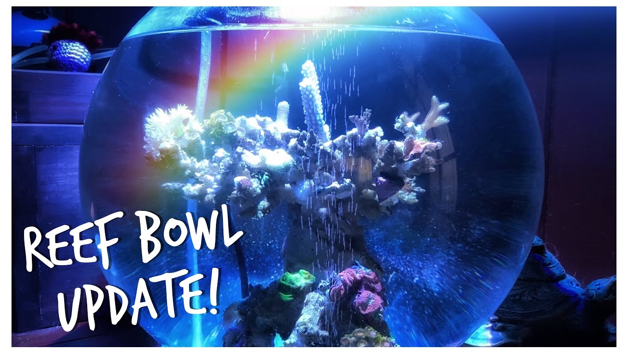 Re-Aquascape Reef in a Bowl! Reef Bowl Update February 2020 - YouTube