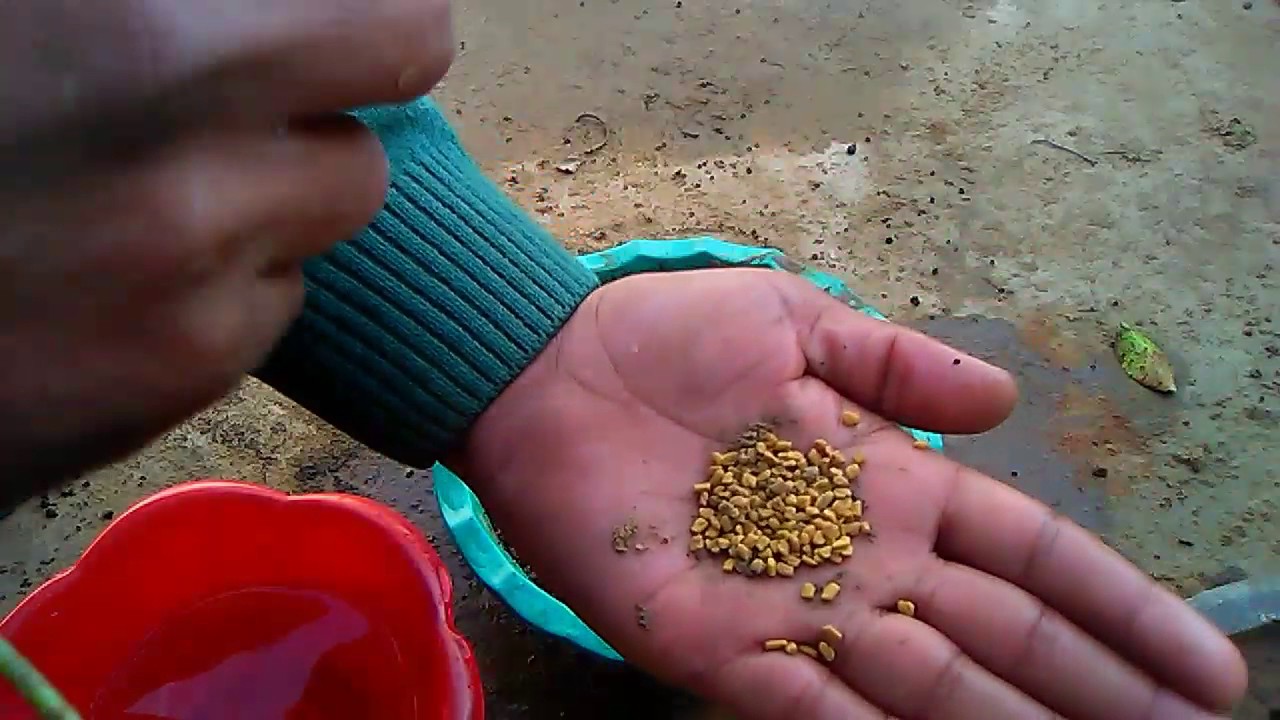 65 How to grow methi from seeds( 11january 2017) - YouTube