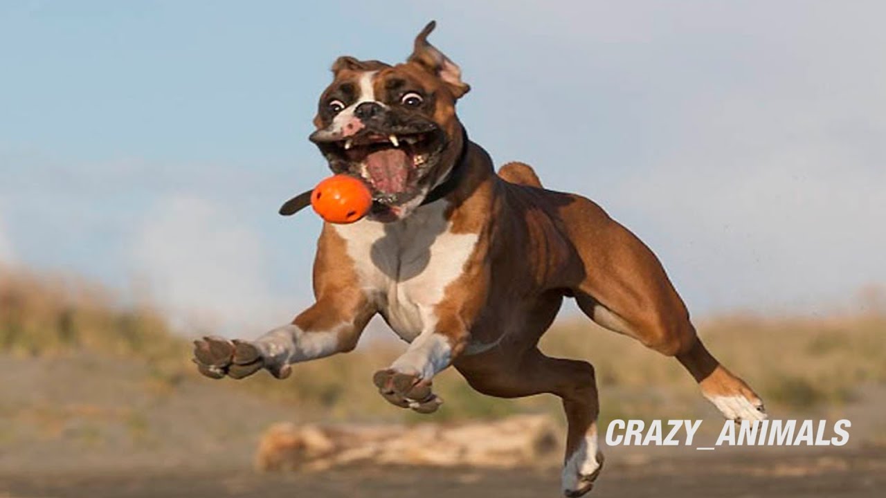 The BEST Animals Fails and Bloopers - YouTube