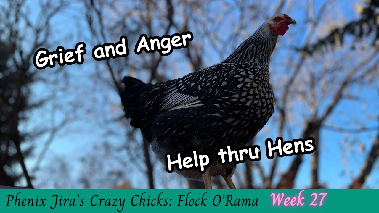 Chickens Can Help with Grief and Anger - YouTube