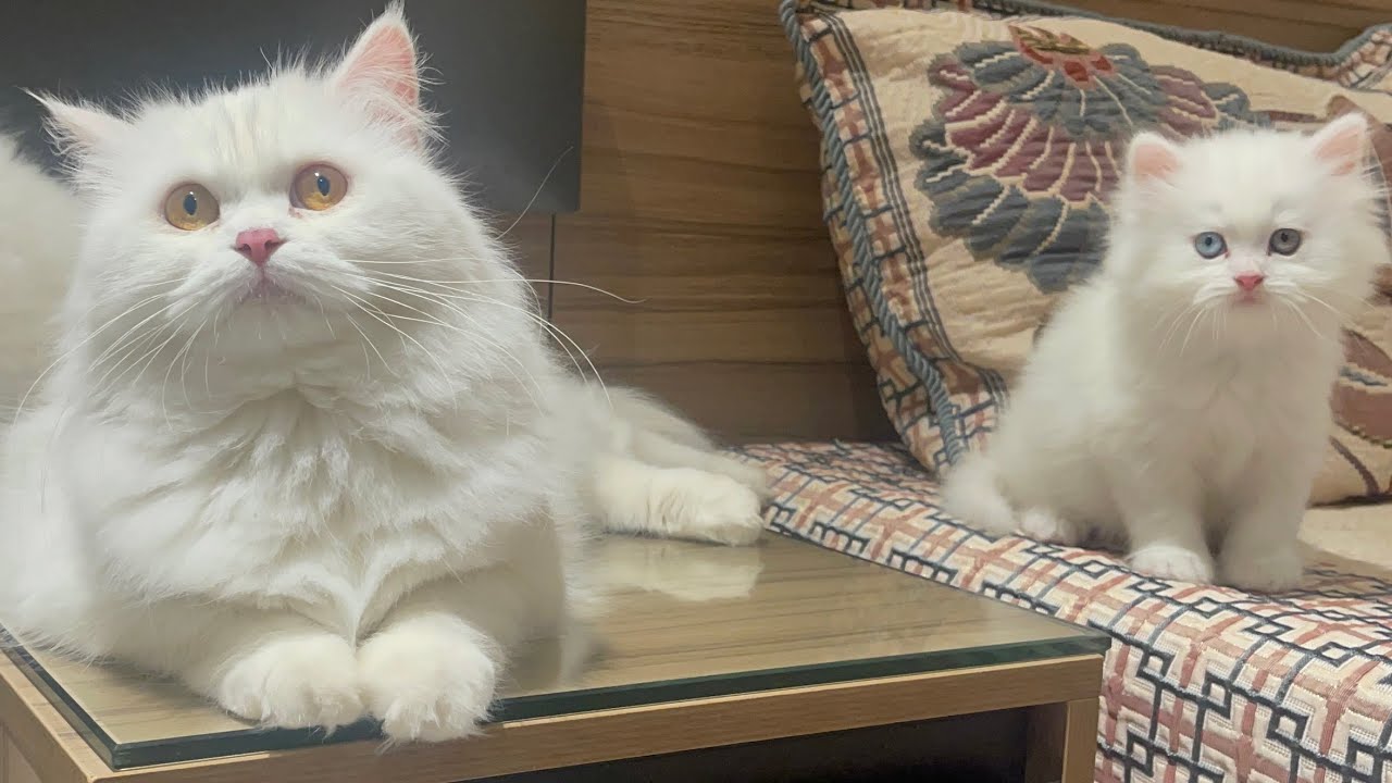 Wow ! Adorable Fluffy cats funny video ! Funniest cats having fun Together! Best Animals video ...