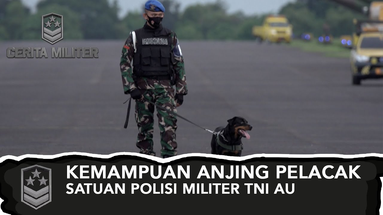 Kemampuan Anjing Pelacak Satuan Polisi Militer TNI AU | CERITA MILITER ...