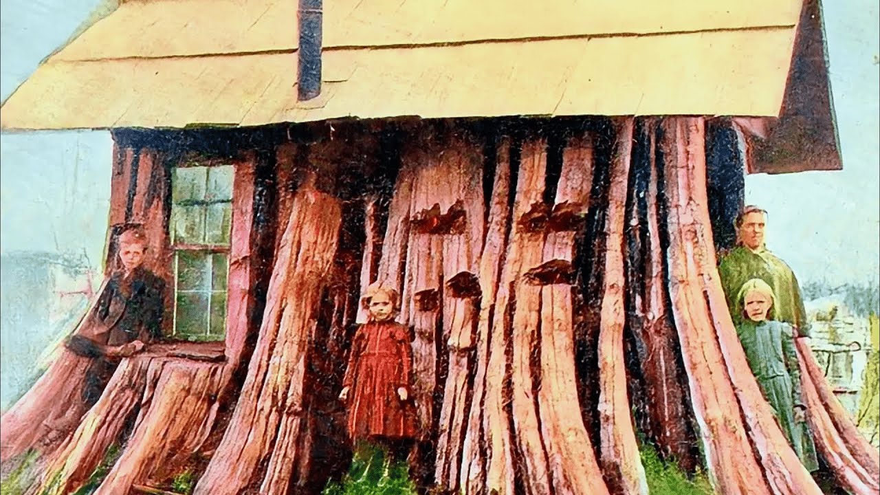 Stump Magic: Unveiling the Enchanting Tree Stump Homes - YouTube