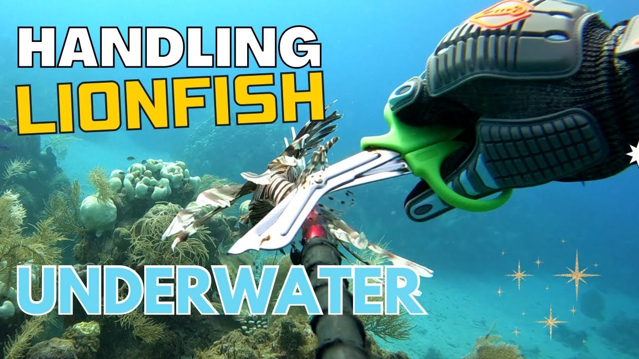 How to Catch Lionfish WITHOUT a ZooKeeper | Back To Basics - YouTube