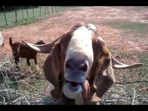 Smelly billy goat goes crazy. - YouTube - YouTube