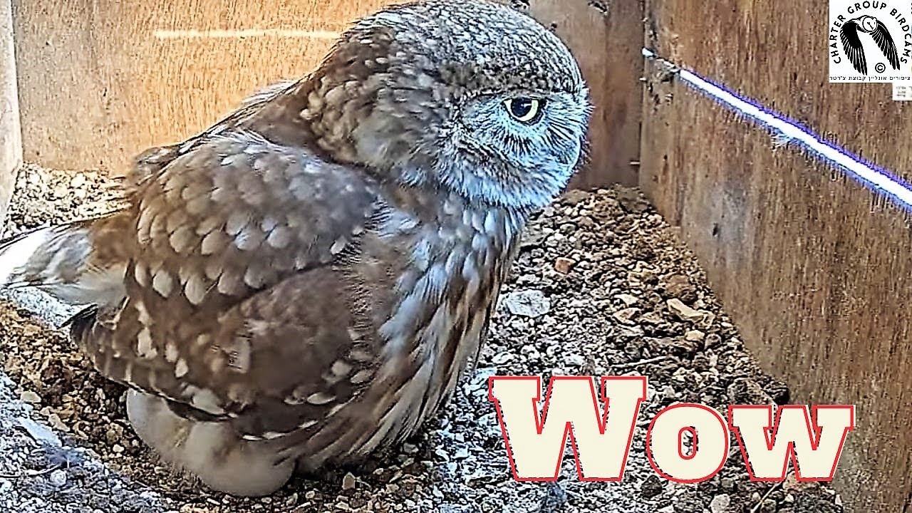 Amazing Footage of a Little Owl Laying Egg # 4- It Sounds Painful, but ...