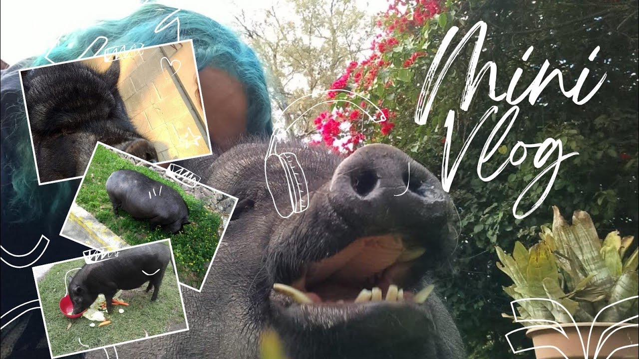 Un precioso Cerdolí llamado George 🐖🐗 - YouTube