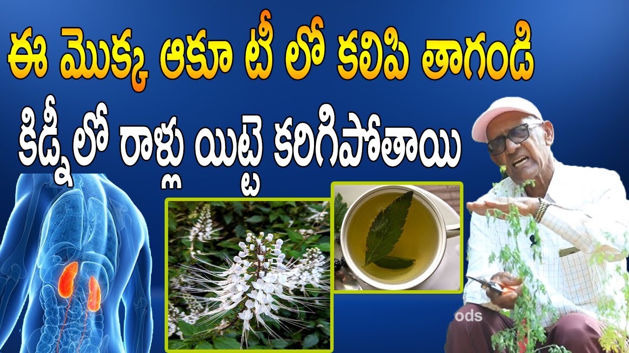 ఈ మొక్క ఆకూ టీ లో కలిపి తాగండి కిడ్నీలో రాళ్లు యిట్టె కరిగిపోతాయి ...