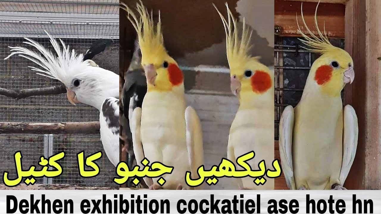 Exhibition Cockatiels ase hote hn | Big jumbo cockatiels | AHSAN PETs ...