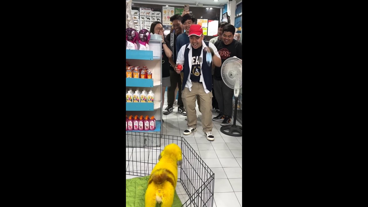 PIKACHU PRANK OR SURPRISE? - YouTube