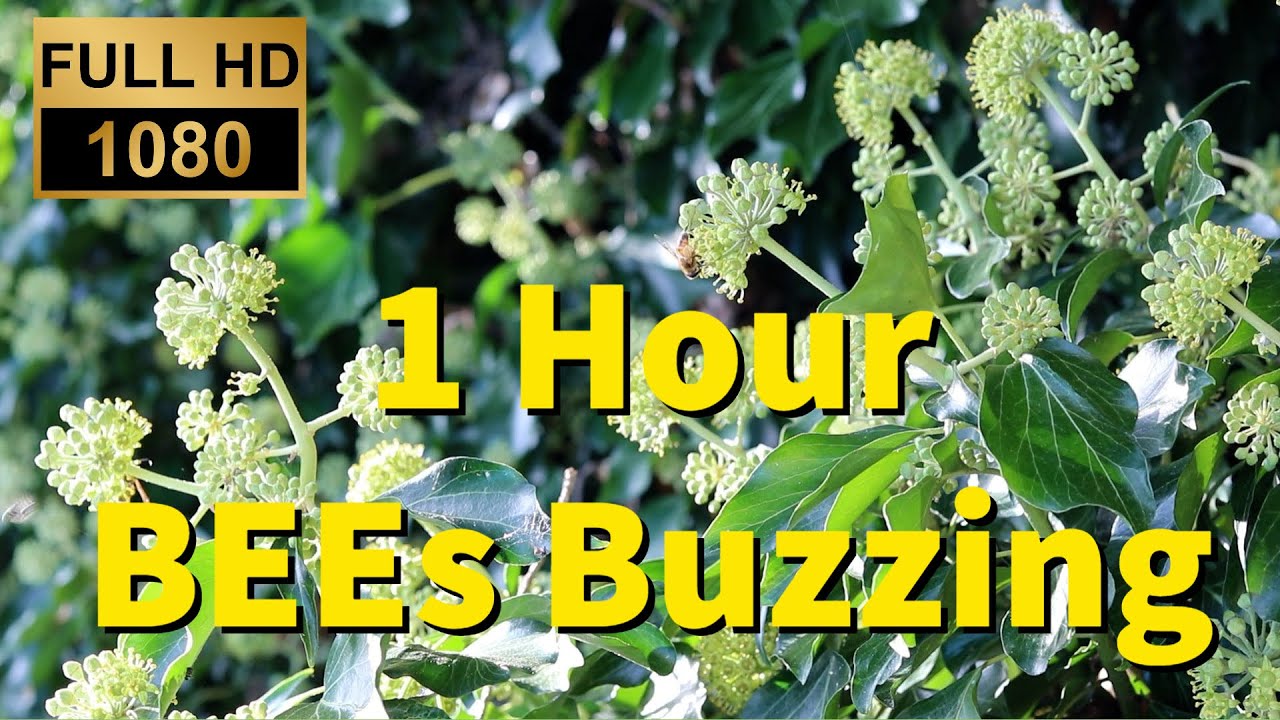 [1 Hour] BEEs Buzzing Fall Asleep Nature [1080P] Video of Bee Sounds ...