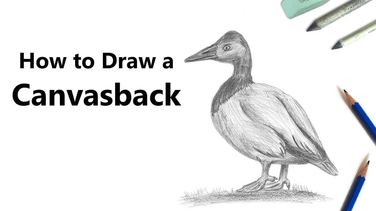 How to Draw Canvasback with Pencils [Time Lapse] - YouTube
