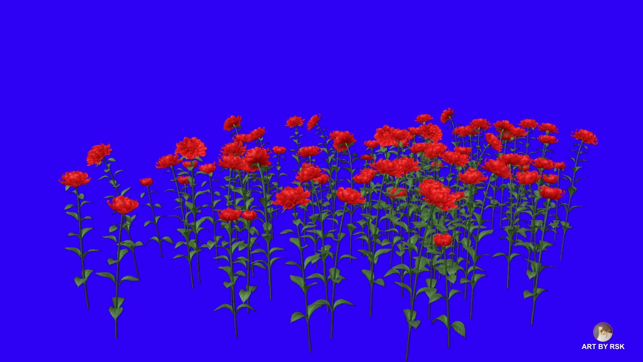 rose blue screen | blue screen flowers - YouTube