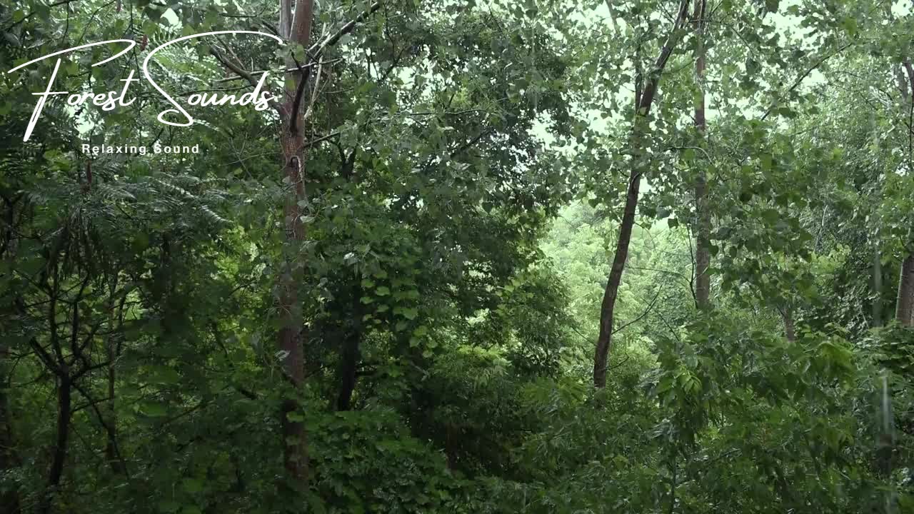 Relaxing Rainforest Sounds for Peaceful Meditation and Sleep - YouTube