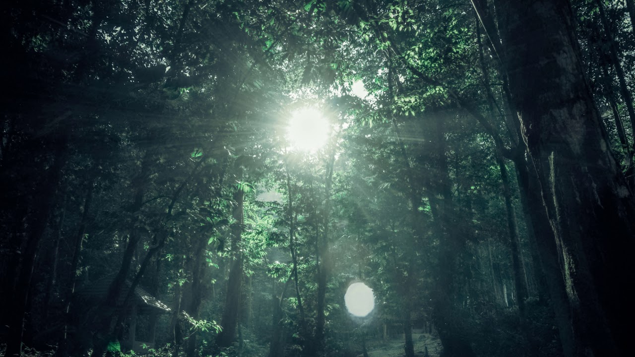 Sergey Shvets - Scandinavian Forest - YouTube