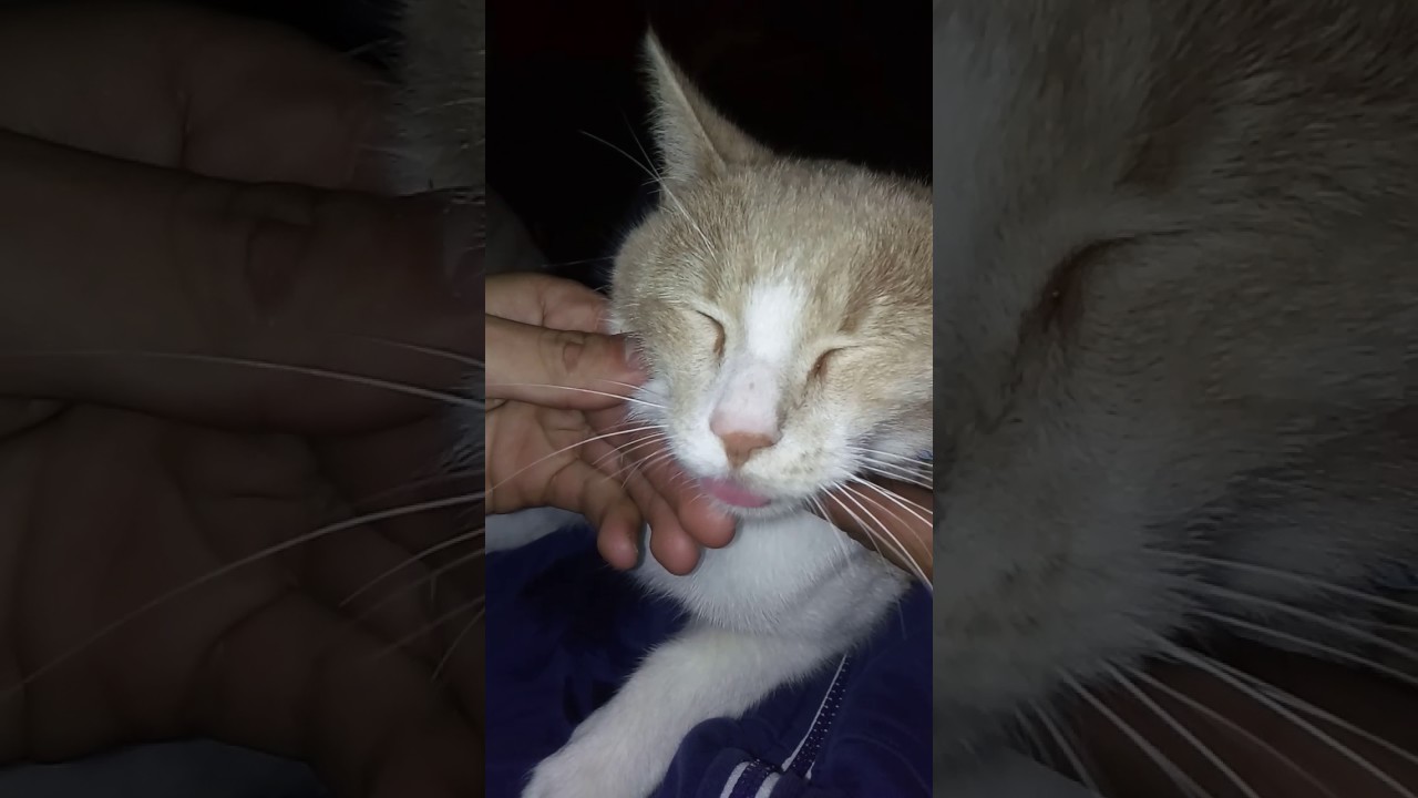 Gato chileno entero chistoso - YouTube