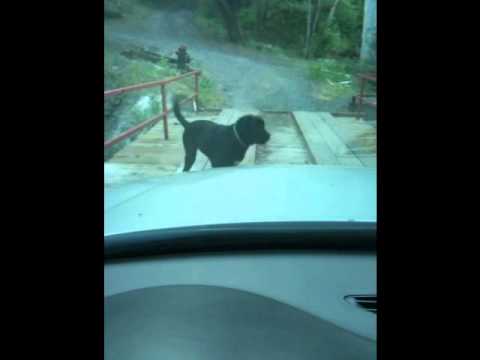 Labranard "Stop The Vehicle"! - YouTube