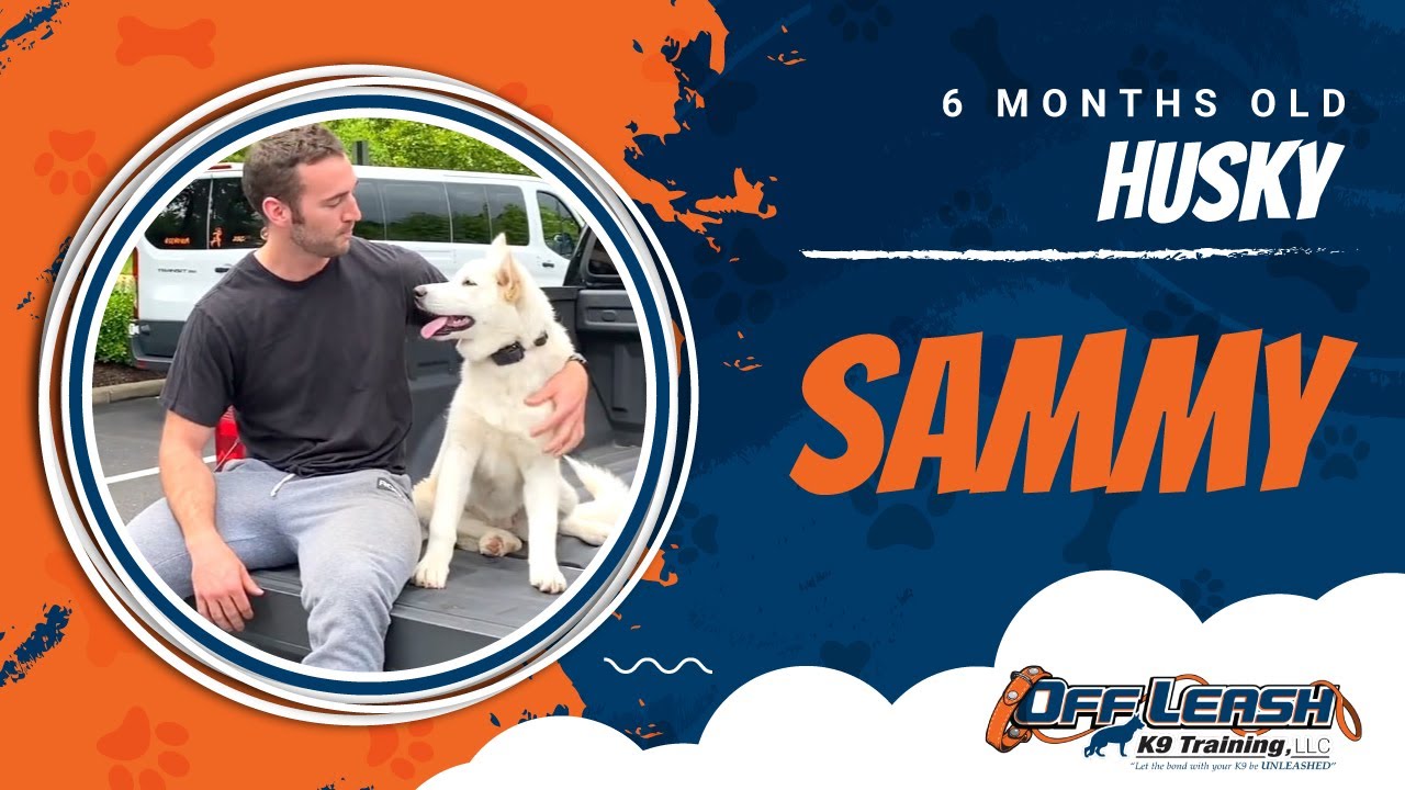 Husky, 6 mo, Sammy | Husky & Malamute Dog Training) | Off Leash K9 ...