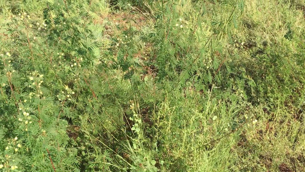 Progardes Desmanthus in Mitchell grass Richmond 8507 - YouTube