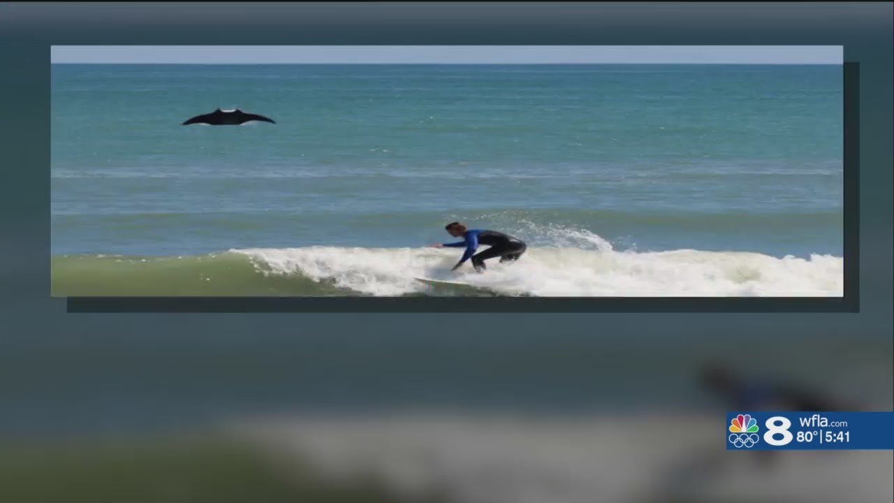 'One in a million' Manta ray photobombs surfer at Florida beach - YouTube