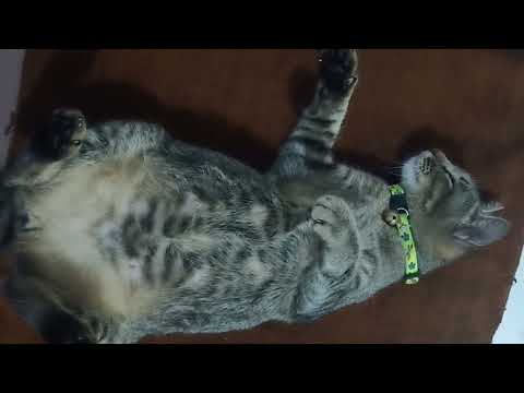 Bumil Susah Bobo, Kasihan kucing hamil pertama