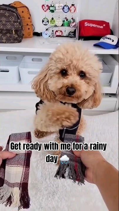 Get ready with me for a rainy day ☔️ #dogshorts #dogvideo #poodlepuppies #perroslindos - YouTube