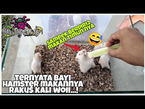 MEMBERI MAKAN BAYI HAMSTER SYRIAN UMUR 14 HARI (2 MINGGU)
