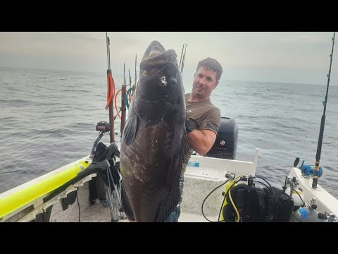 Bucket list 105 pound black grouper on a commercial spearfishing trip ...