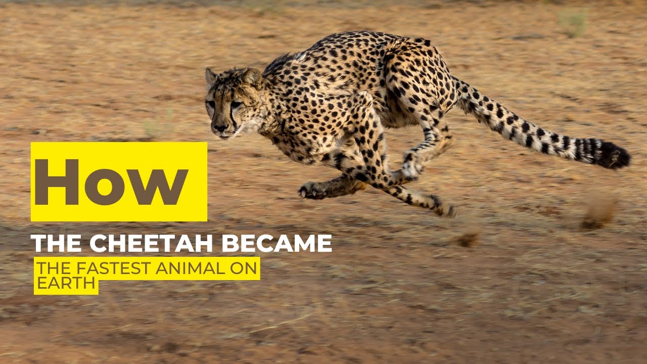 How the Cheetah Became the Fastest Animal on Earth - YouTube
