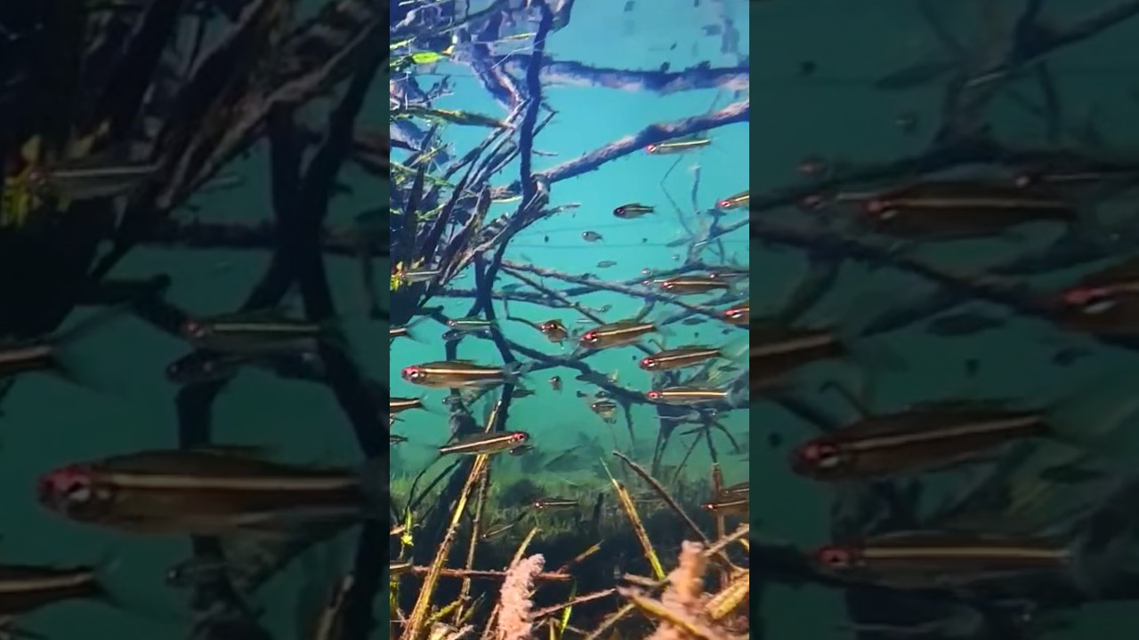 FishFam.link | Your Link to the FishFam - Aquarium Community