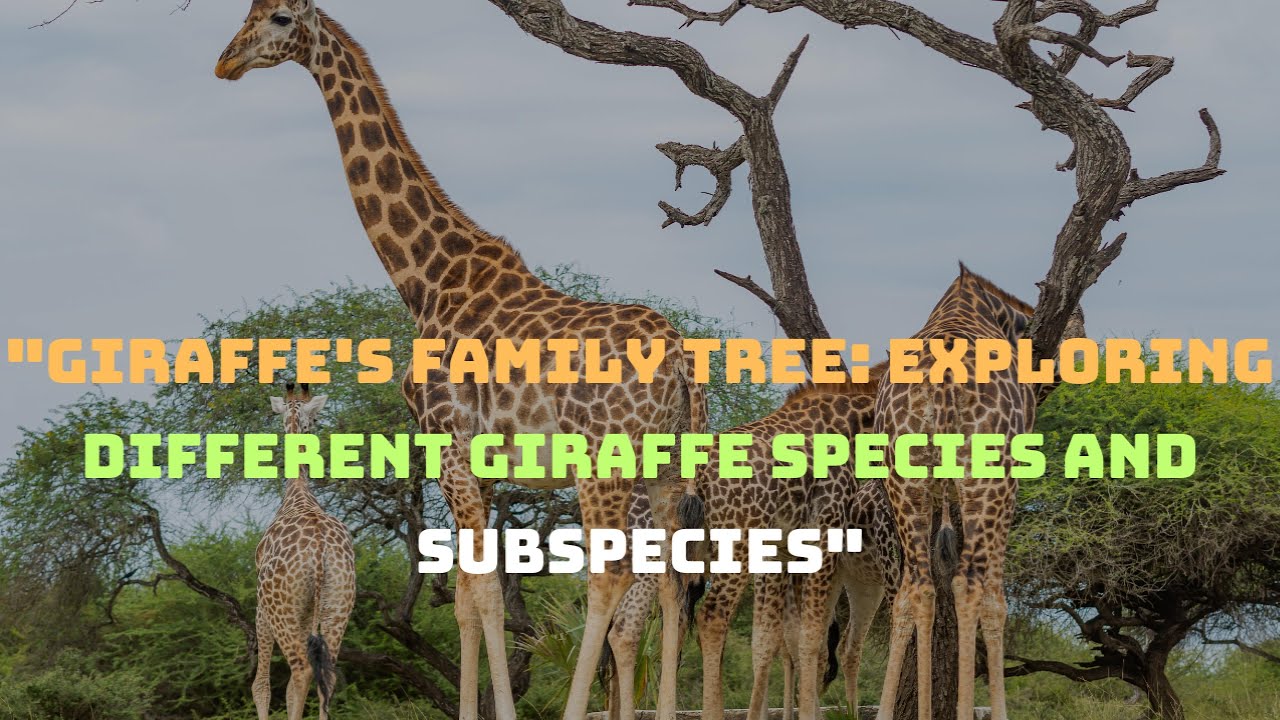 "Giraffe's Family Tree: Exploring Different Giraffe Species and ...