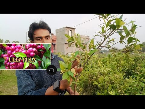 Lilipili fruit plant / jabotikaba fruit plant / red Suriname cherry / my garden nursery / mirpur