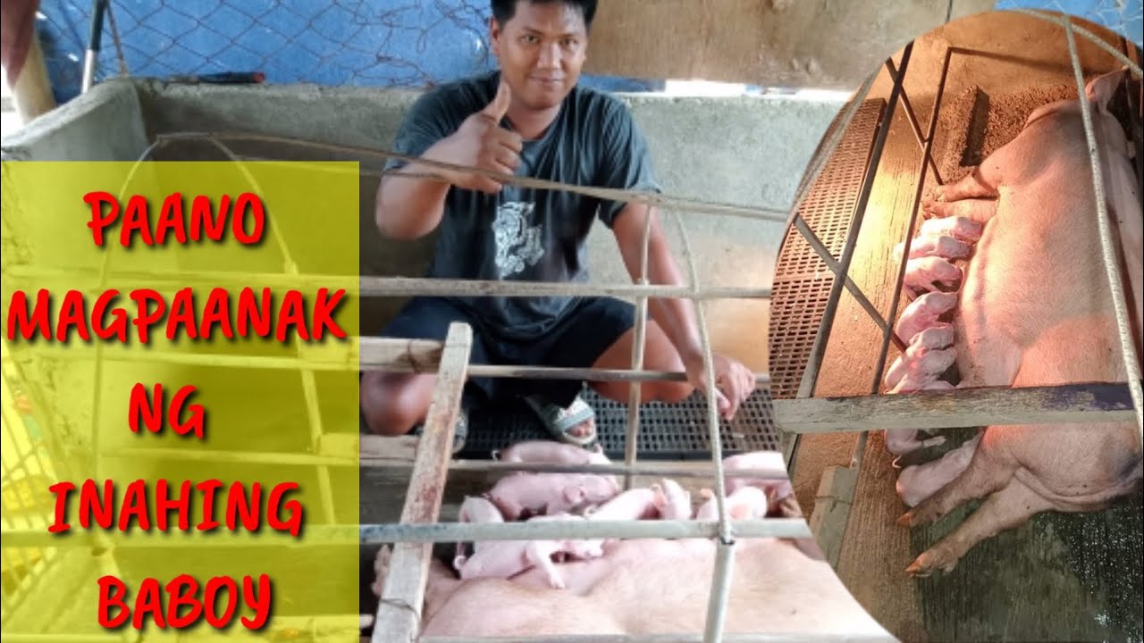 PAANO MAG PAANAK NG INAHING BABOY NA SAKTO SA DUEDATE NYA MISMO NA ...
