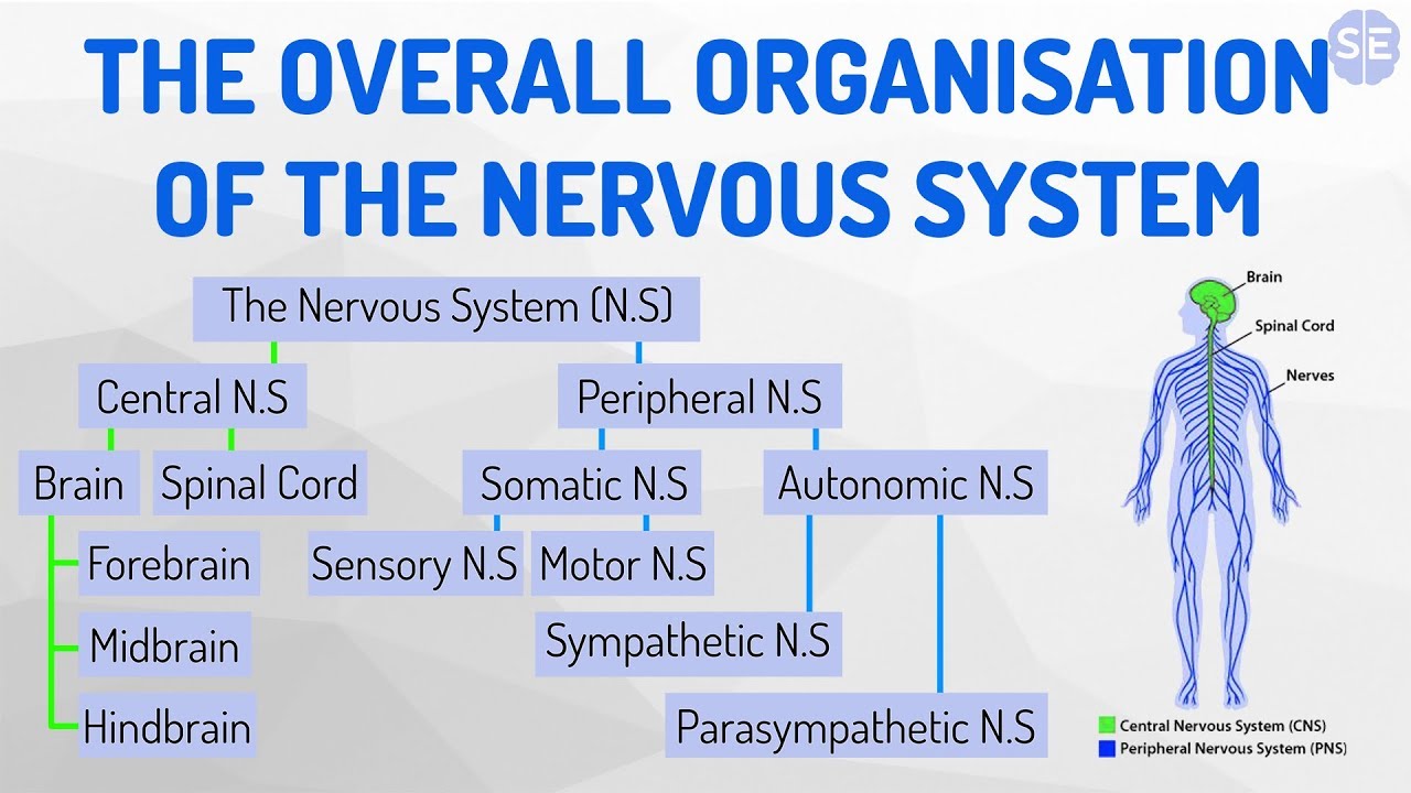 [Psychology] The Nervous System #02: The Overall Organisation Of The ...