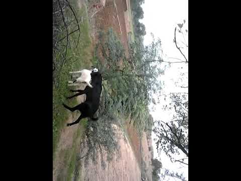 Male goat mate with small female goat animal mating