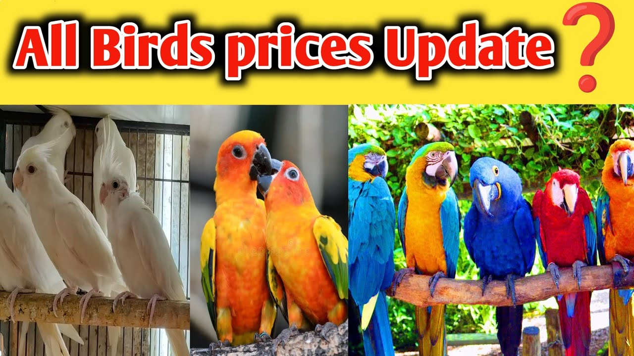 All birds prices 2023 || parrots price in pakistan || Price List for ...