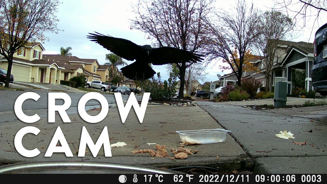 Crow Cam West Sacramento, California - YouTube