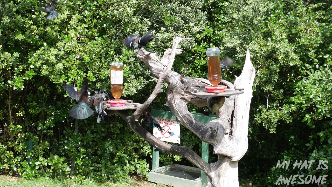 Tui Birds Feeding Together - YouTube