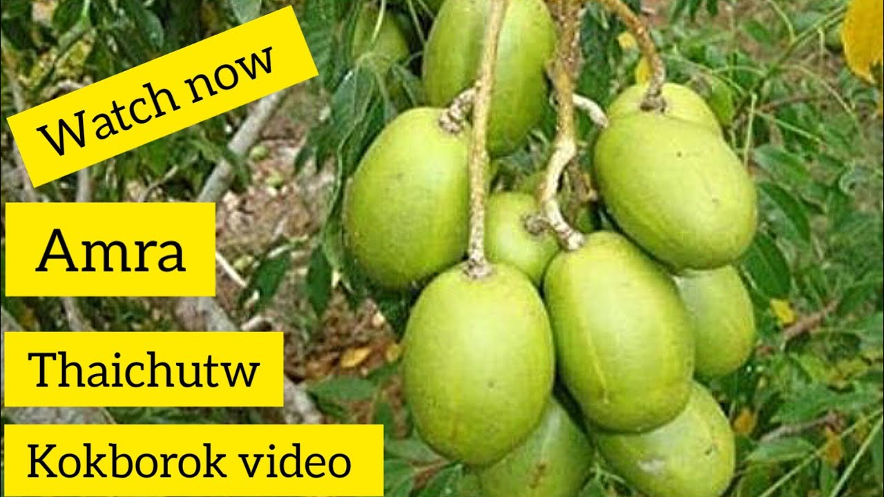 Amra Plant, all time dwarf Amra. Amra planting in Tripura. Best Amra ...