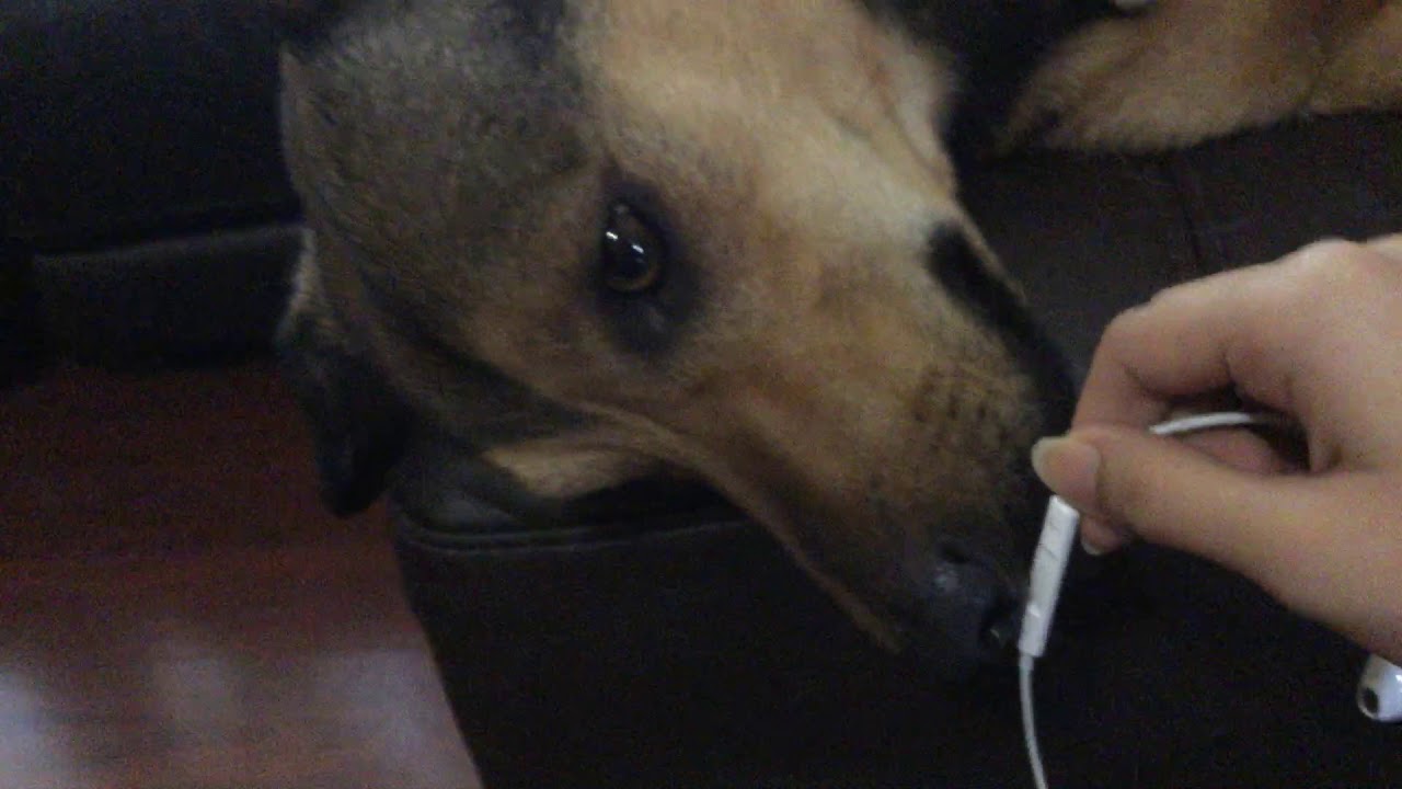 Asmr With My Pup - YouTube