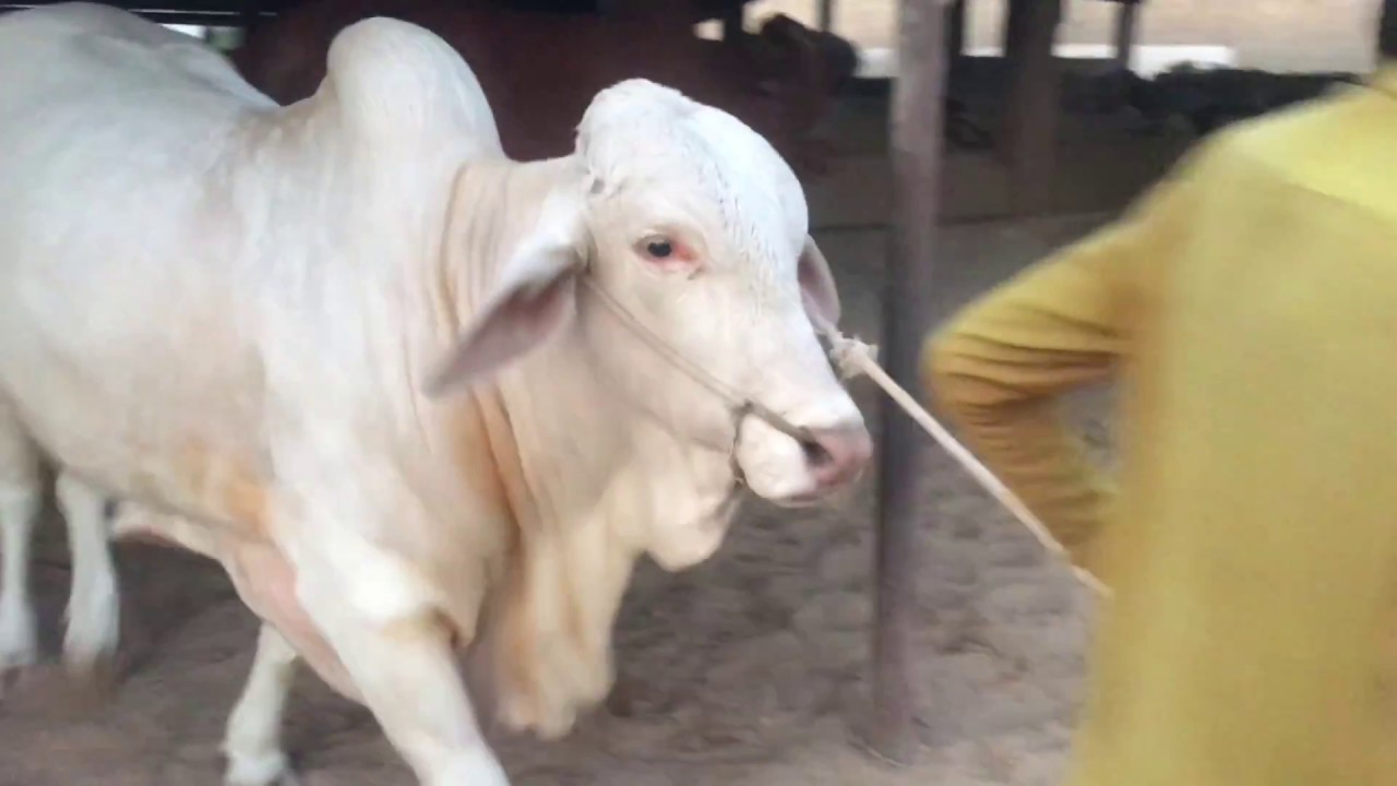 Beautiful Pure White Nukra Bull at Hasnain Cattle Farm for Qurbani at ...