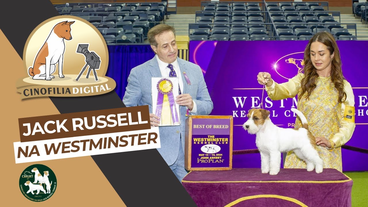 Jack Russell Terrier | Westminster 2024 | Cinofilia Digital - YouTube