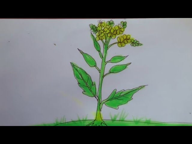 Mustard Flower Drawing