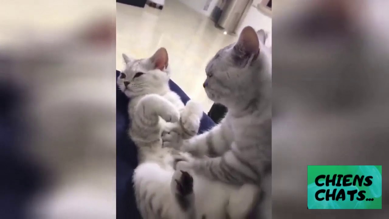 Chats très rigolos, dans des situations insolites - YouTube