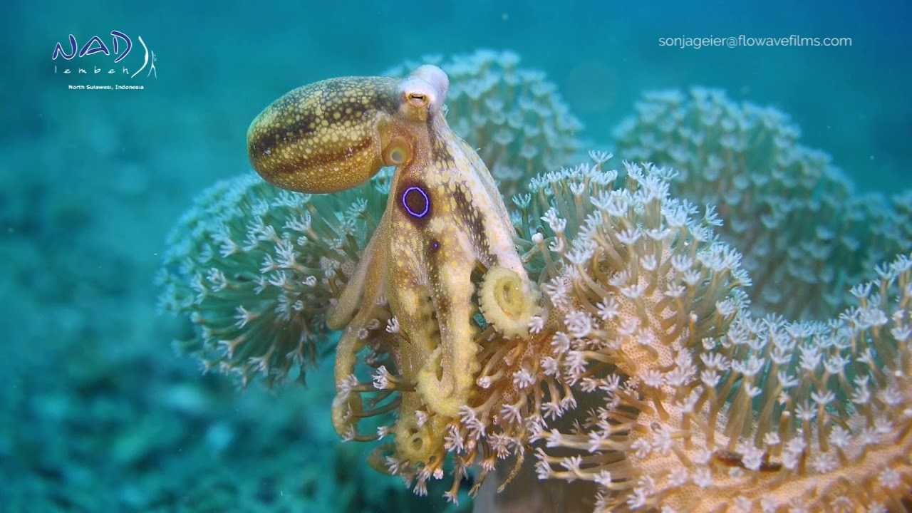 MOTOTI OCTOPUS | Octopus mototi - YouTube