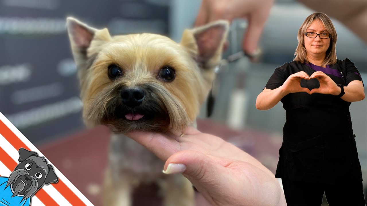 Yorkshire terrier - Grooming yorkie, haircut head - YouTube