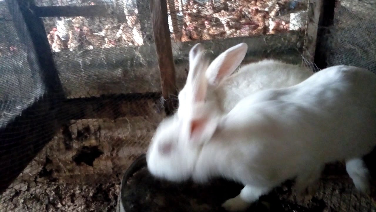 mating rabbit - YouTube