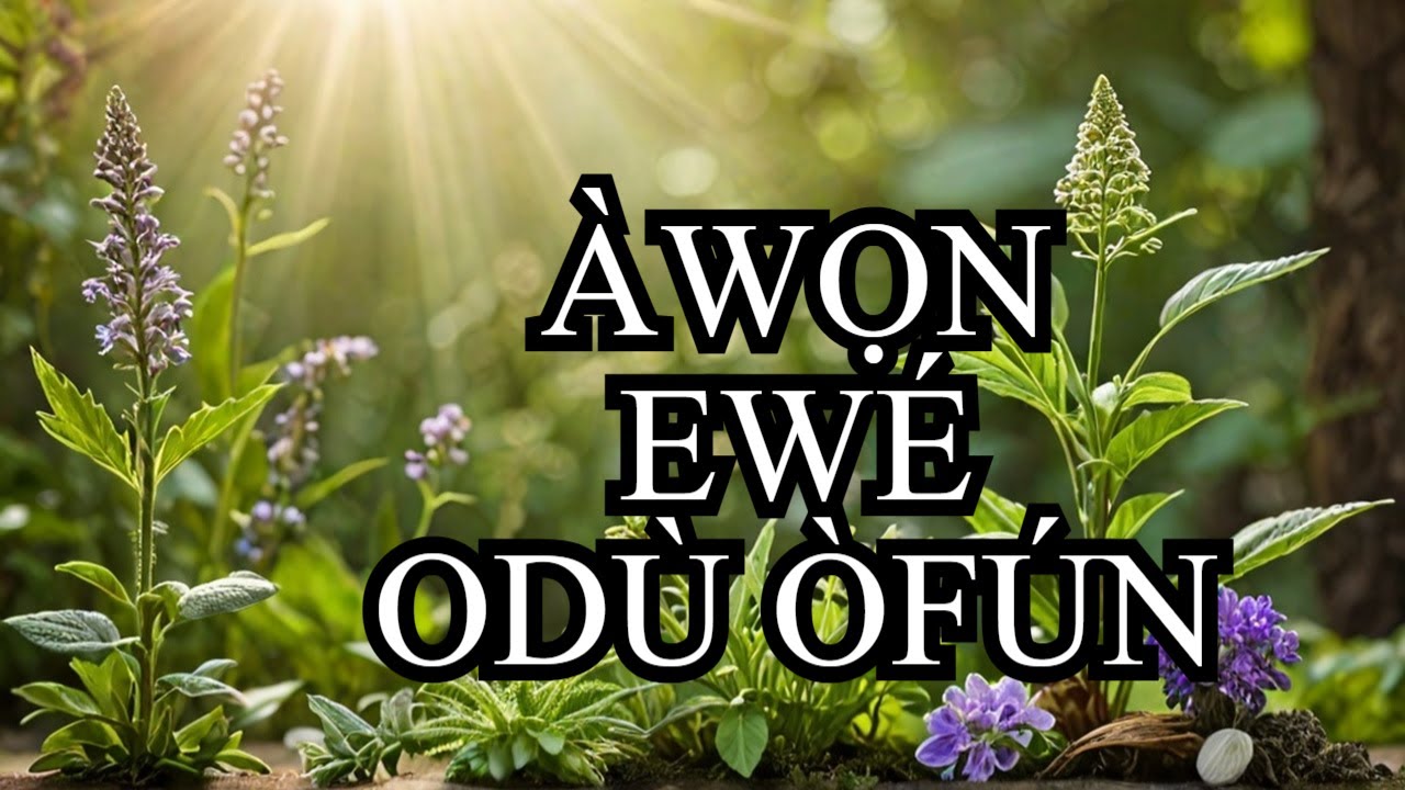Àwọn Ewé Odù Òfún part I - The Sacred Plants of Odù Òfún | Yorùbá ...